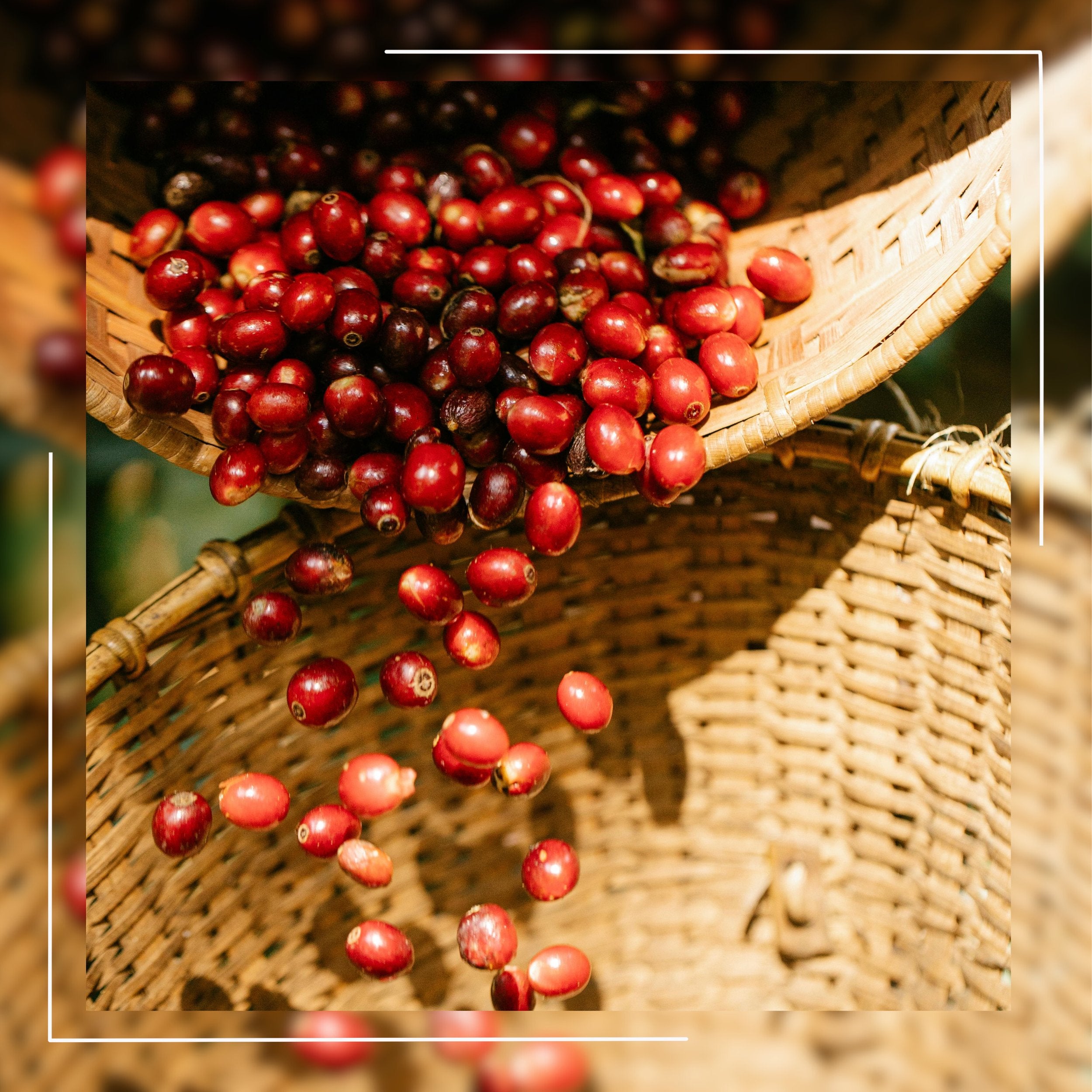 Gourmet-Kaffee – Kaffeerösterei Rechenauer